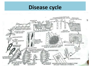 Black rust of whete | PPTX