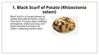 Black Scurf of Potato & Wilt of Cucurbits.pptx