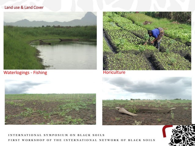 Black Soils in Mozambique - Jose Tomo | PDF
