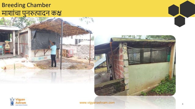 . Black soldier fly (BSF) | PPT