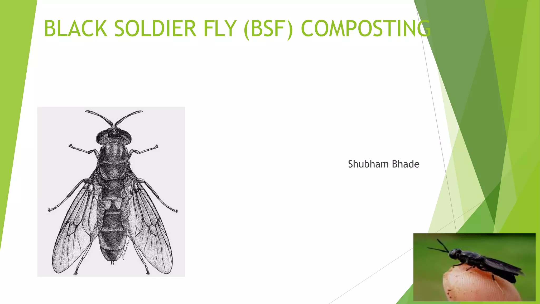 Black soldier fly composting | PPTX