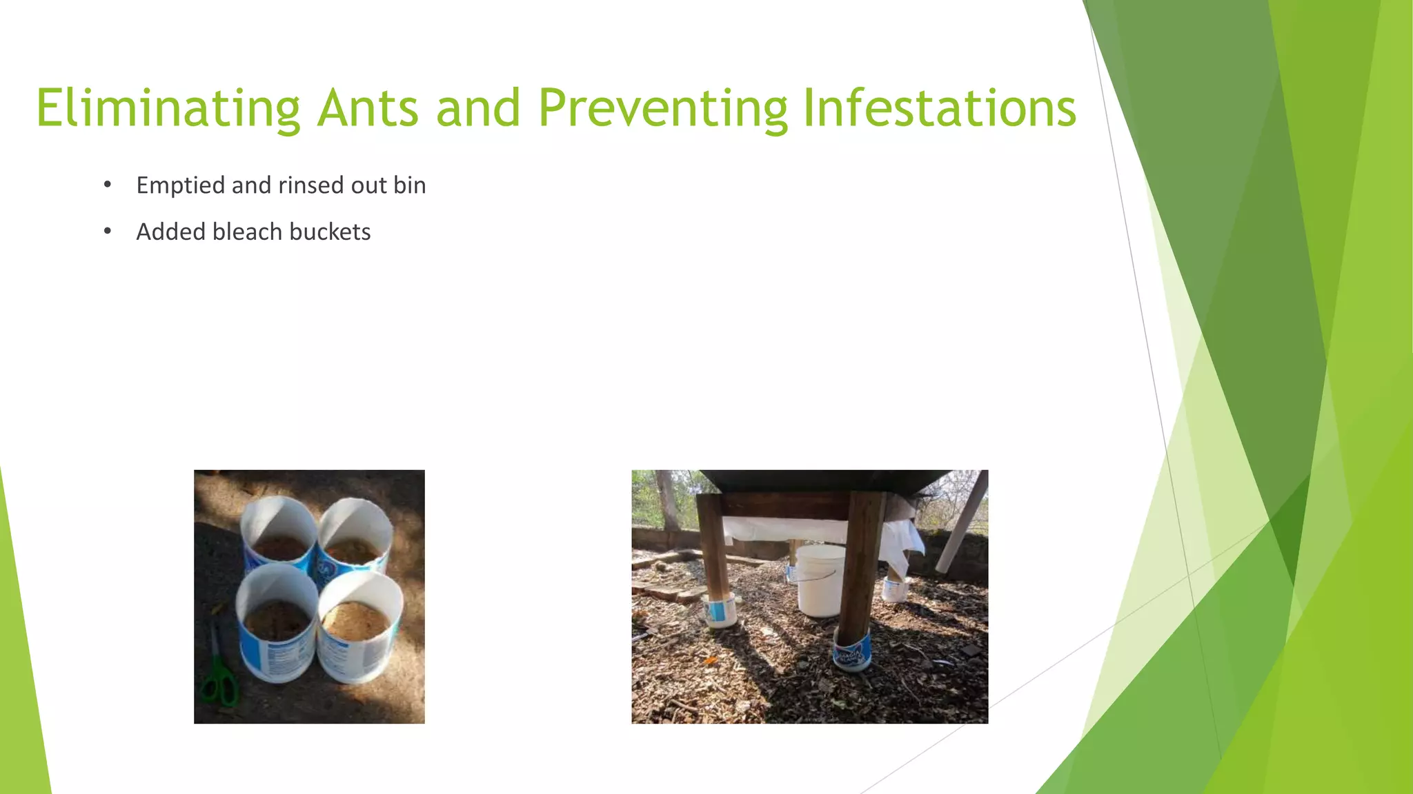 Black soldier fly composting | PPTX