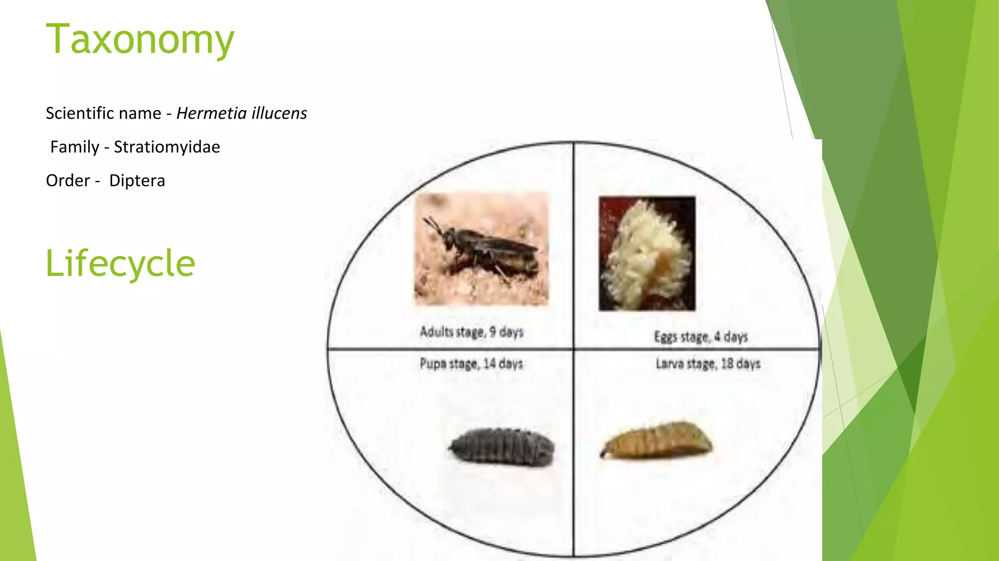 Black soldier fly composting | PPTX