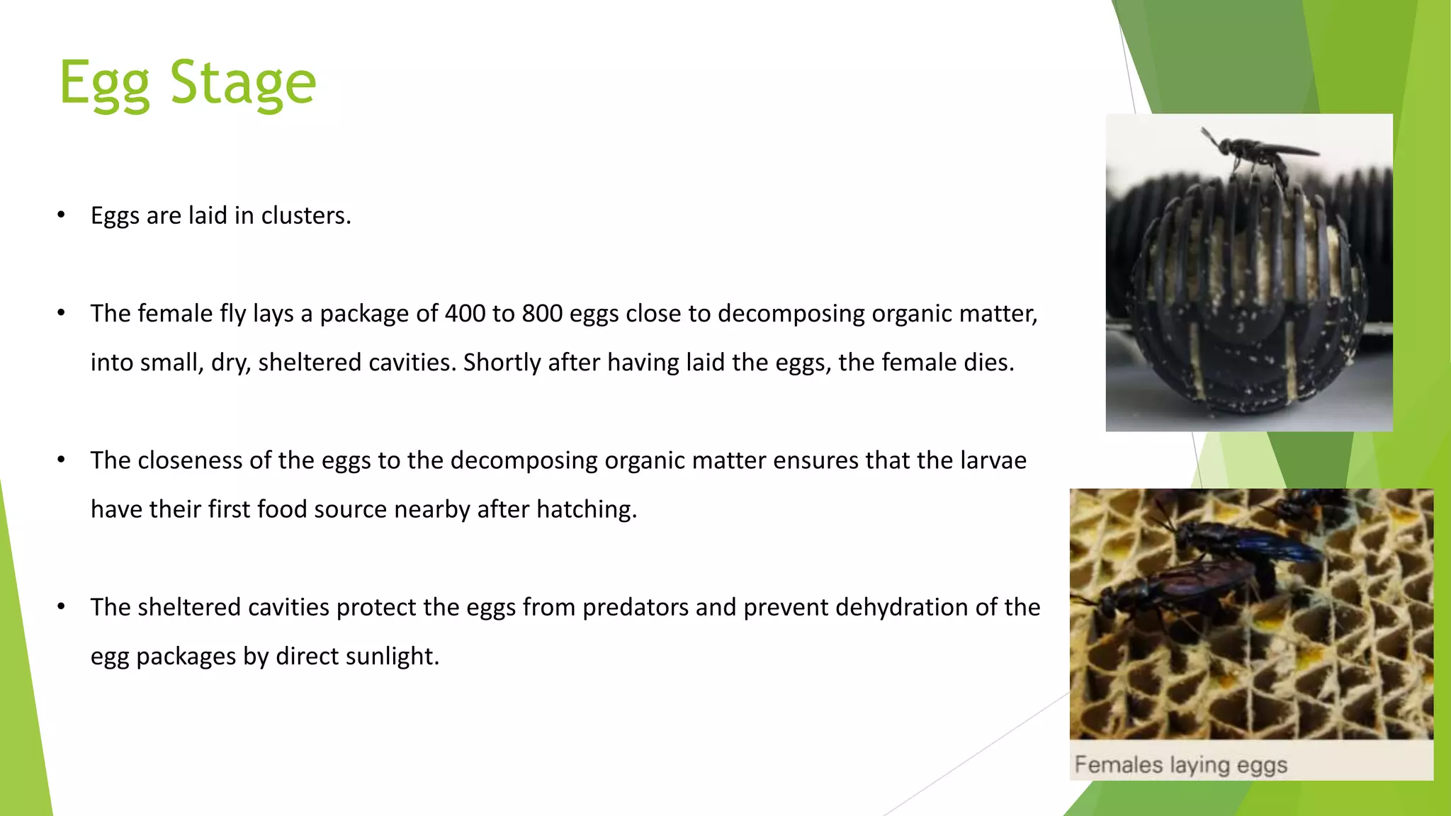 Black soldier fly composting | PPTX
