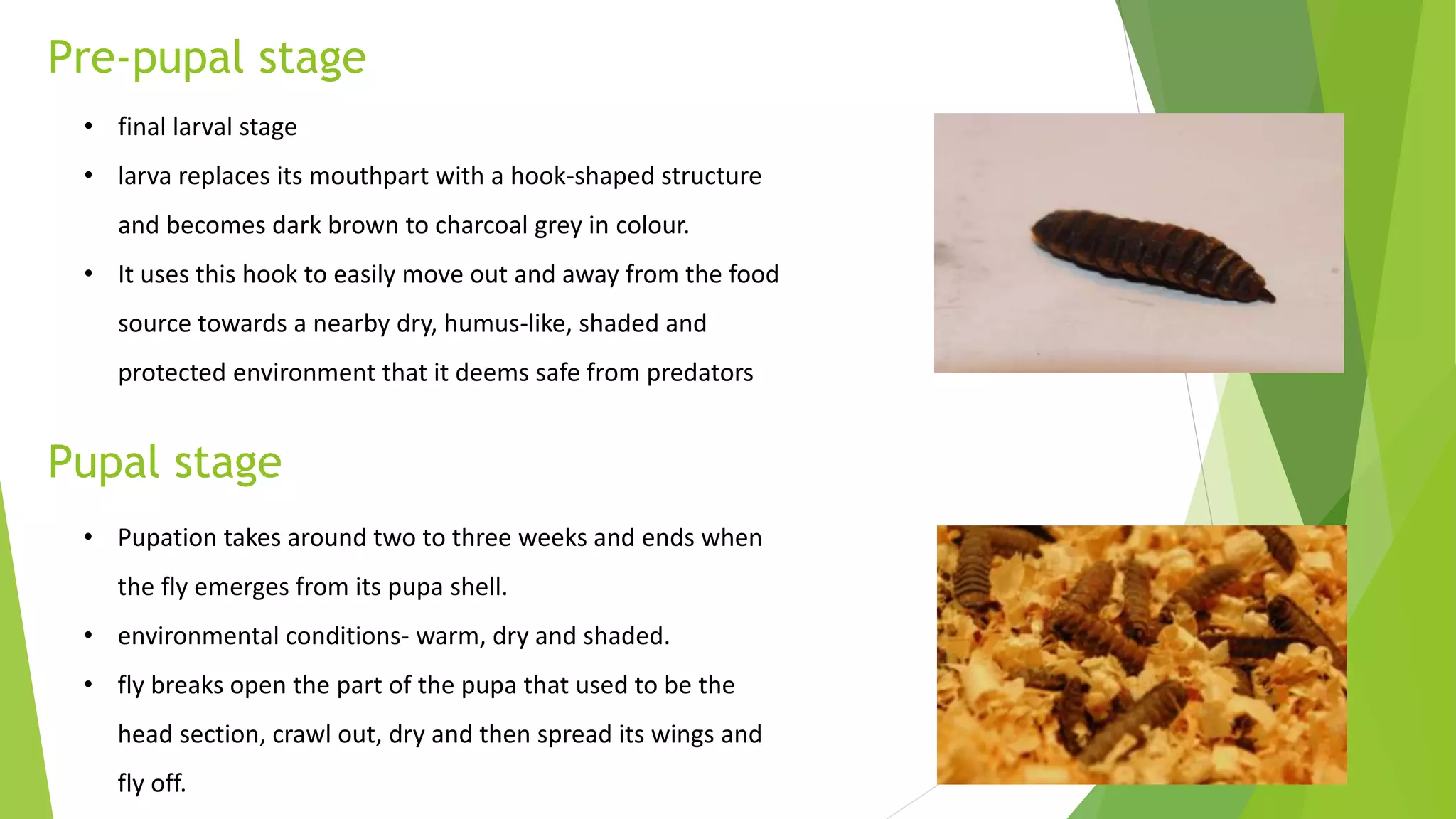 Black soldier fly composting | PPTX