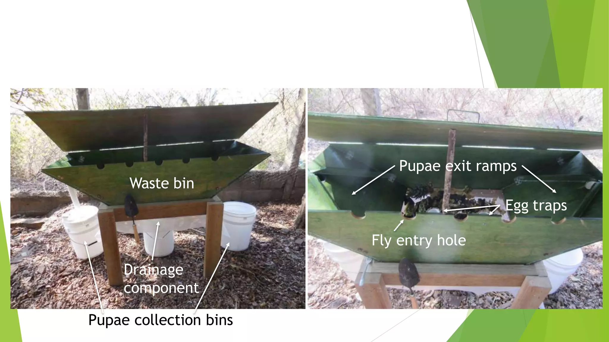 Black soldier fly composting | PPTX