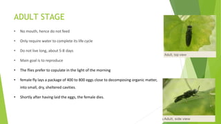 Black soldier fly composting | PPTX