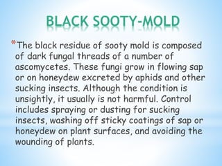 Black sooty mold l&c | PPTX