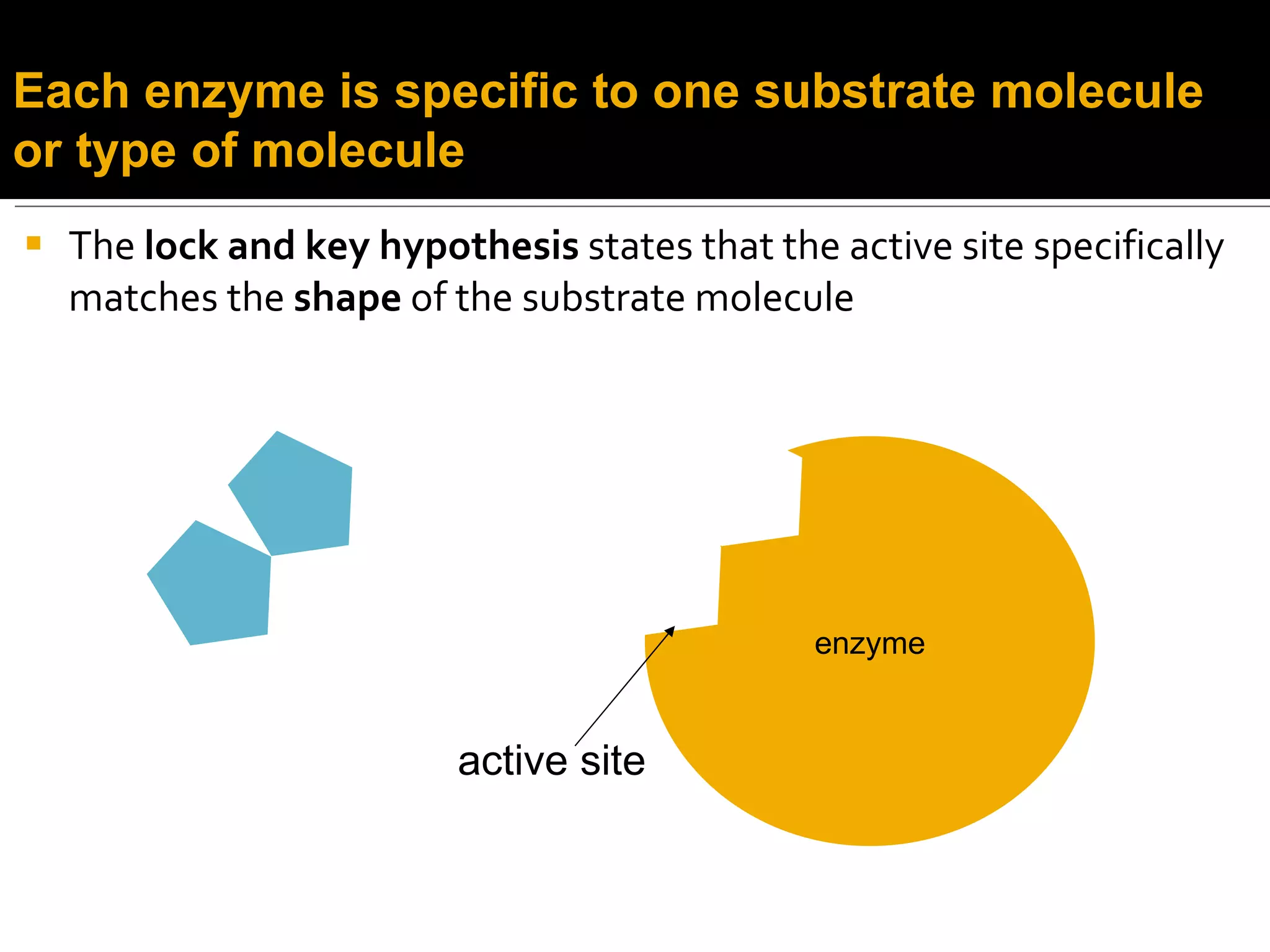 Effect of Temperature and pH on enzyme activity | PPT