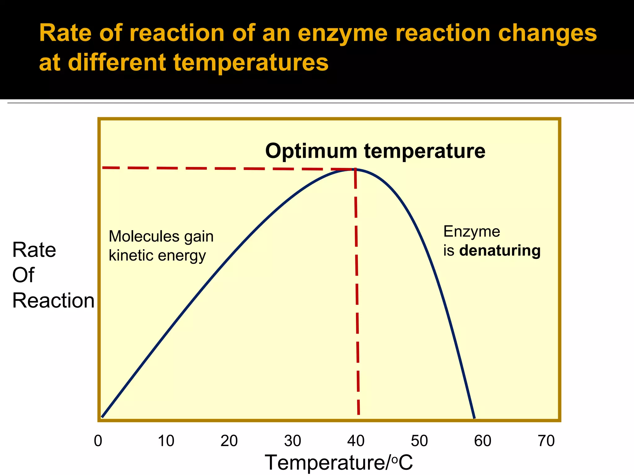 Effect of Temperature and pH on enzyme activity | PPT