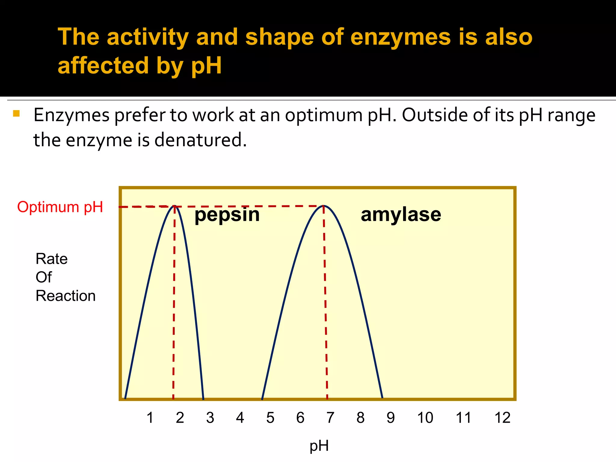 Effect of Temperature and pH on enzyme activity | PPT