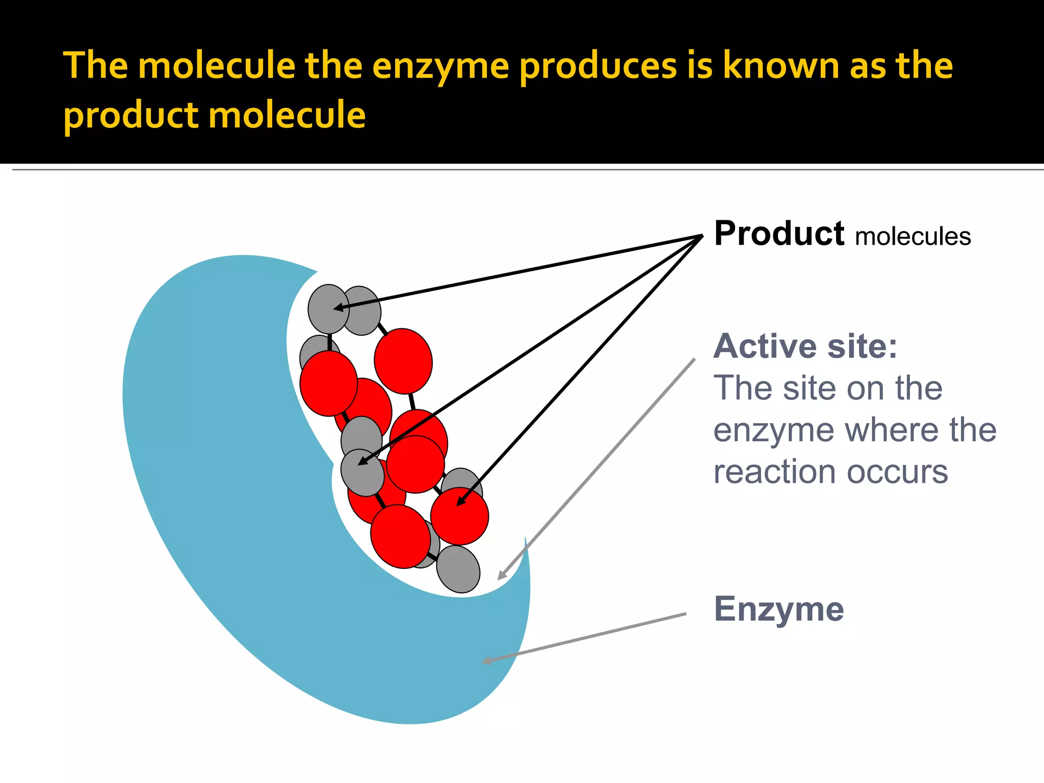 Effect of Temperature and pH on enzyme activity | PPT