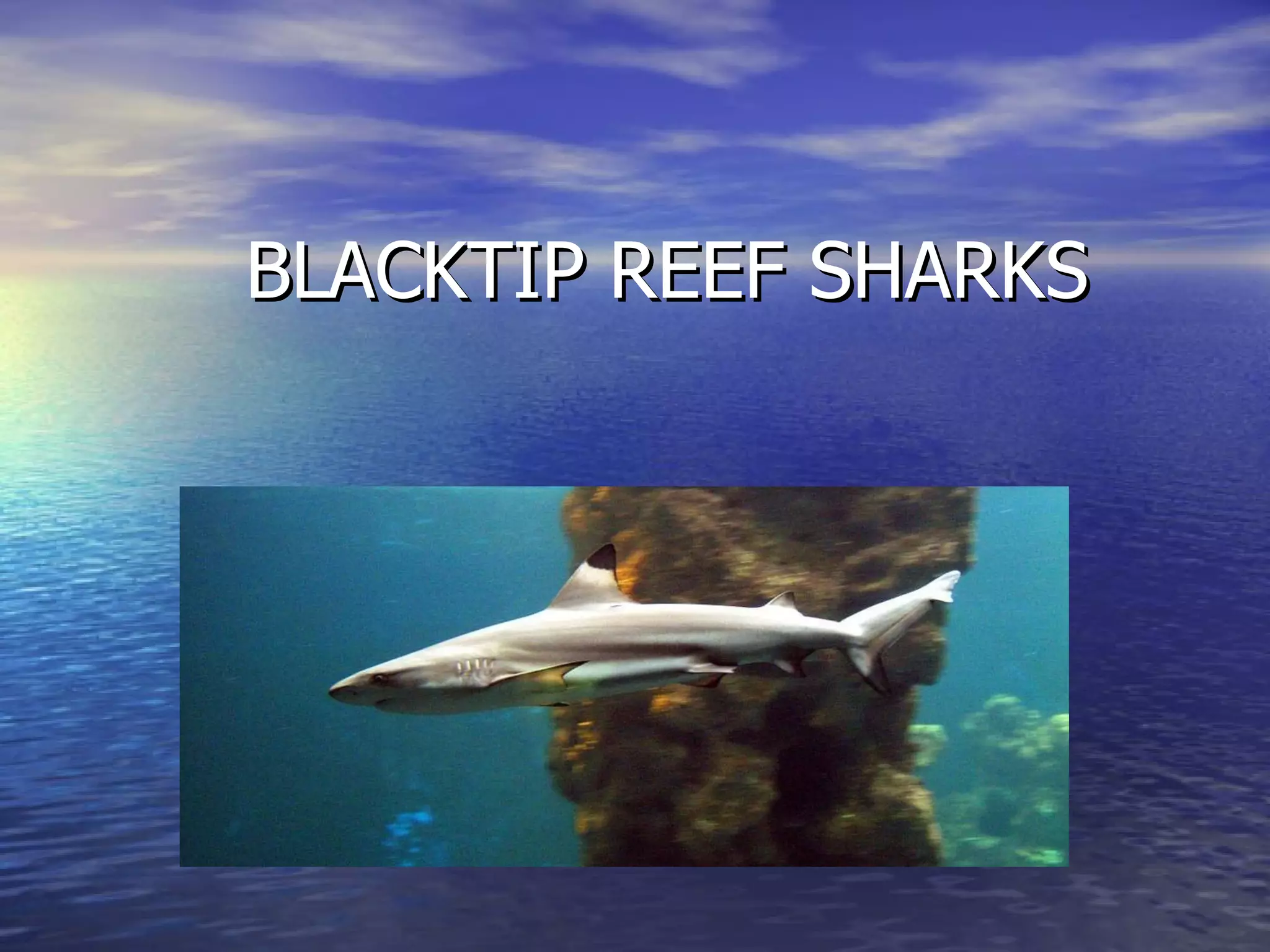Blacktip Reef Sharks | PPT
