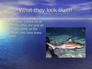 Blacktip Reef Sharks | PPT