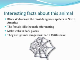 Black widow project | PPT