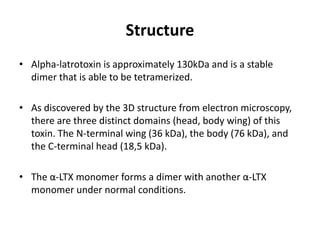Black widow spider alpha latrotoxin edited | PPTX