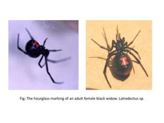 Black widow spider alpha latrotoxin edited | PPTX