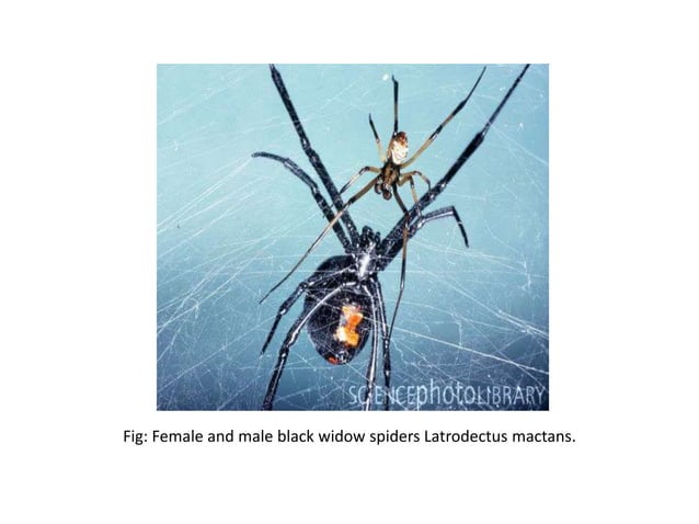 Black widow spider alpha latrotoxin edited | PPTX