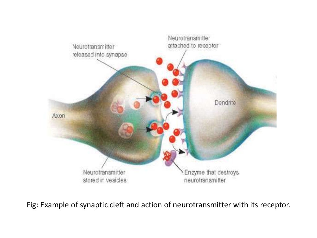 Black widow spider alpha latrotoxin edited