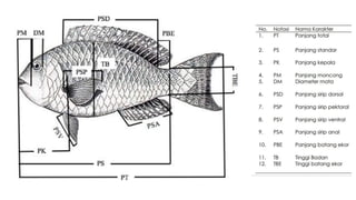 taksonomi dan identifikasi ikan - mata kuliah iktiologi - materi sesi 3 ...