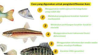 taksonomi dan identifikasi ikan - mata kuliah iktiologi - materi sesi 3 ...