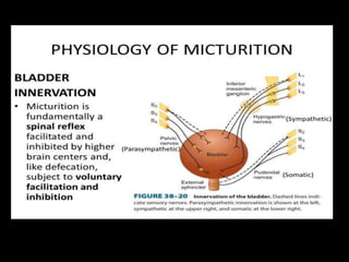 Bladder - UMN Versus LMN bladder | PPTX