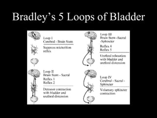 Bladder - UMN Versus LMN bladder | PPTX