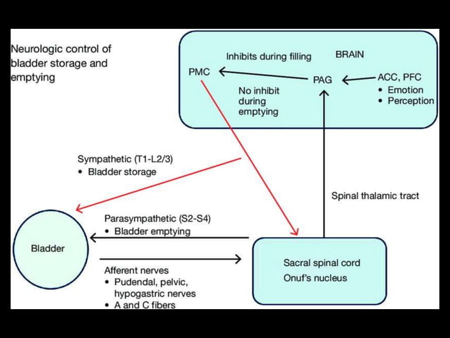 Bladder - UMN Versus LMN bladder | PPTX