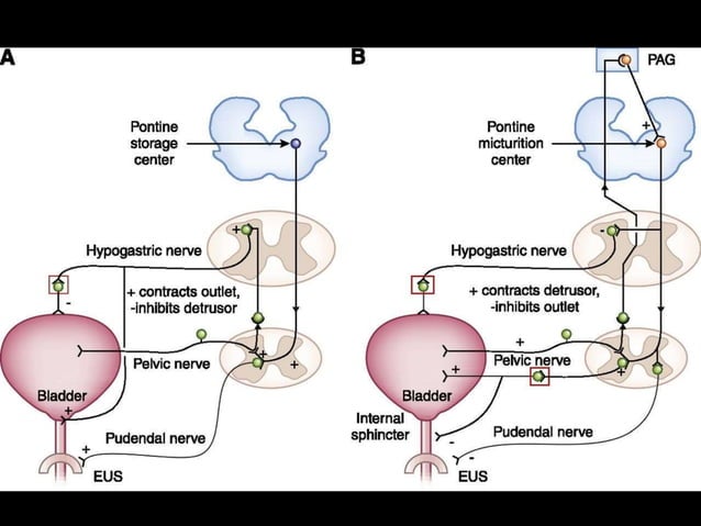 Bladder - UMN Versus LMN bladder | PPTX