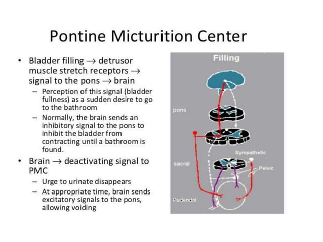 Bladder - UMN Versus LMN bladder | PPTX