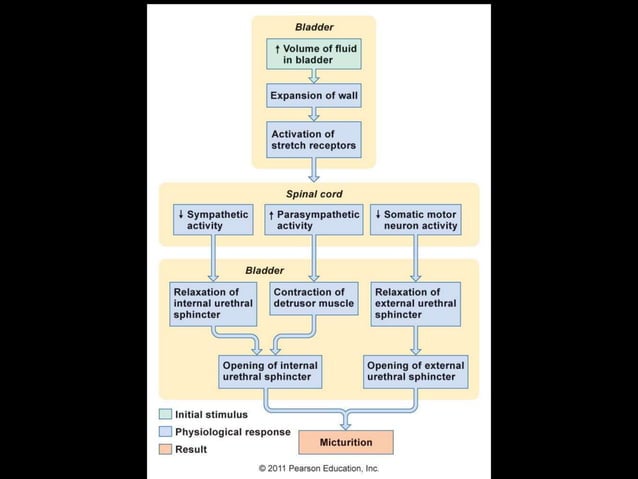 Bladder - UMN Versus LMN bladder | PPTX