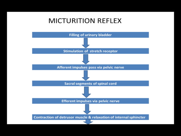 Bladder - UMN Versus LMN bladder | PPTX