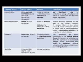 Bladder - UMN Versus LMN bladder | PPT
