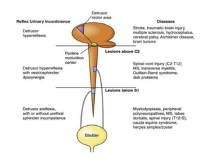 Bladder - UMN Versus LMN bladder | PPT