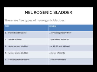 Bladder - UMN Versus LMN bladder | PPT