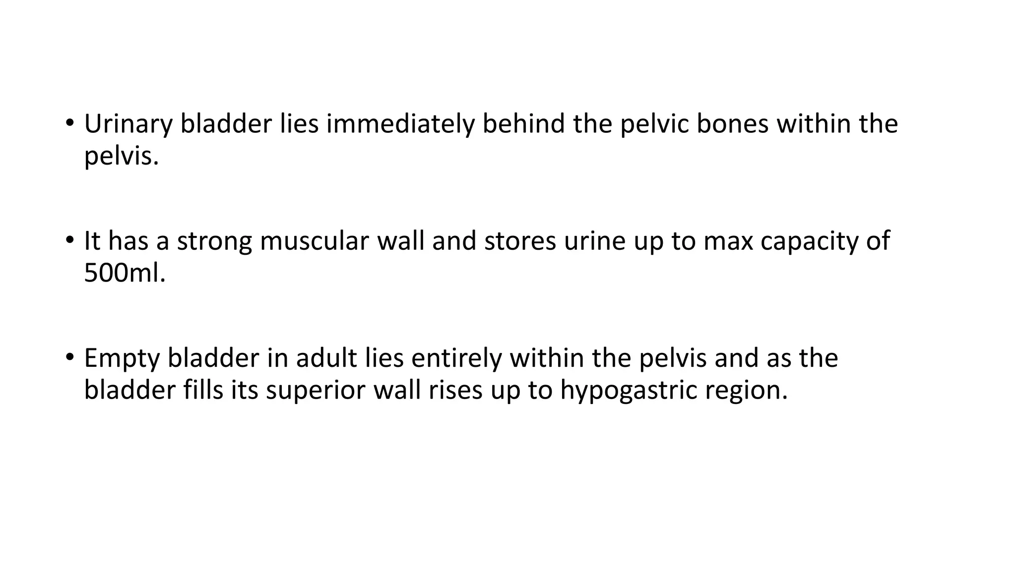bladder.pptx