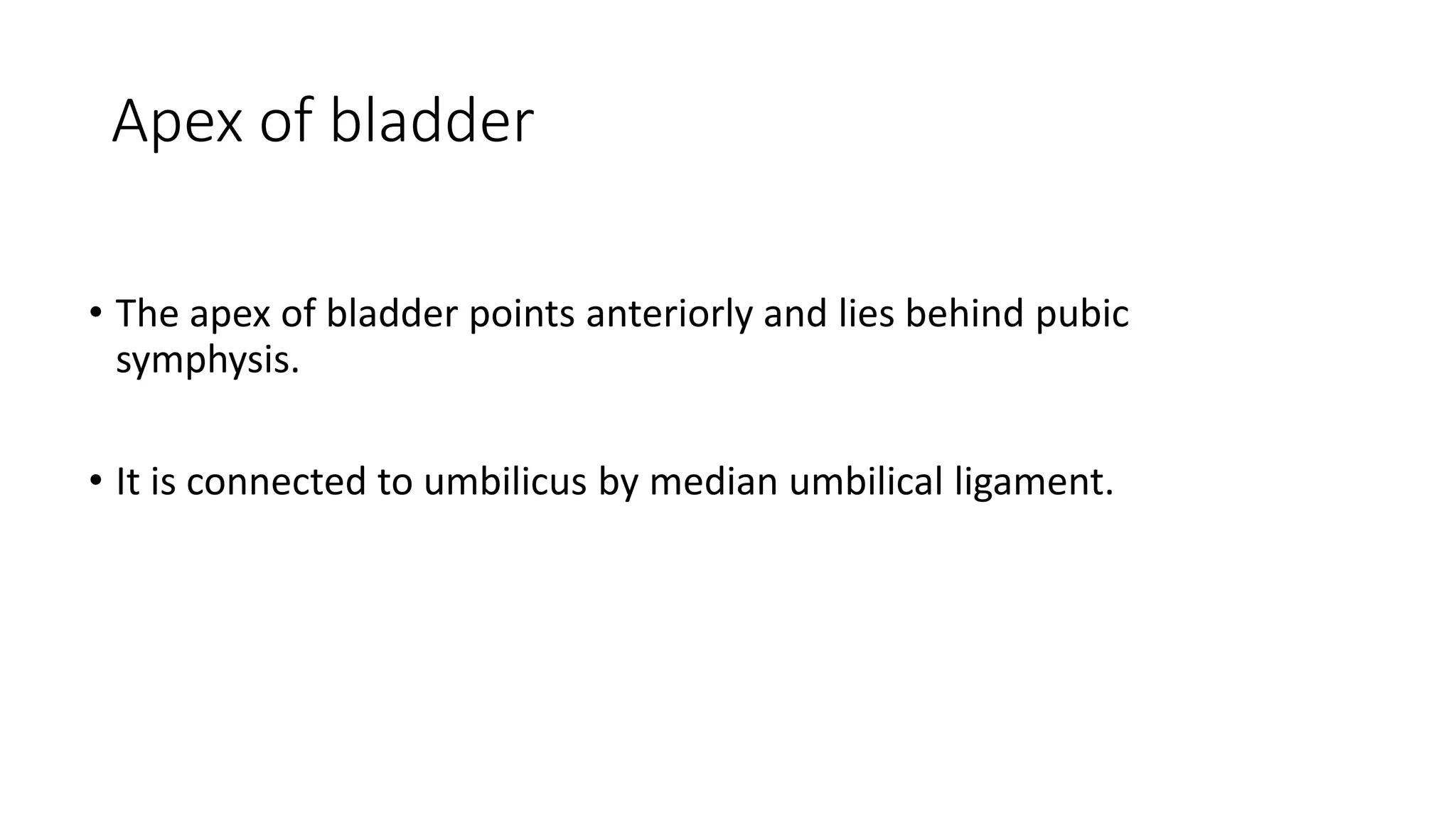 bladder.pptx