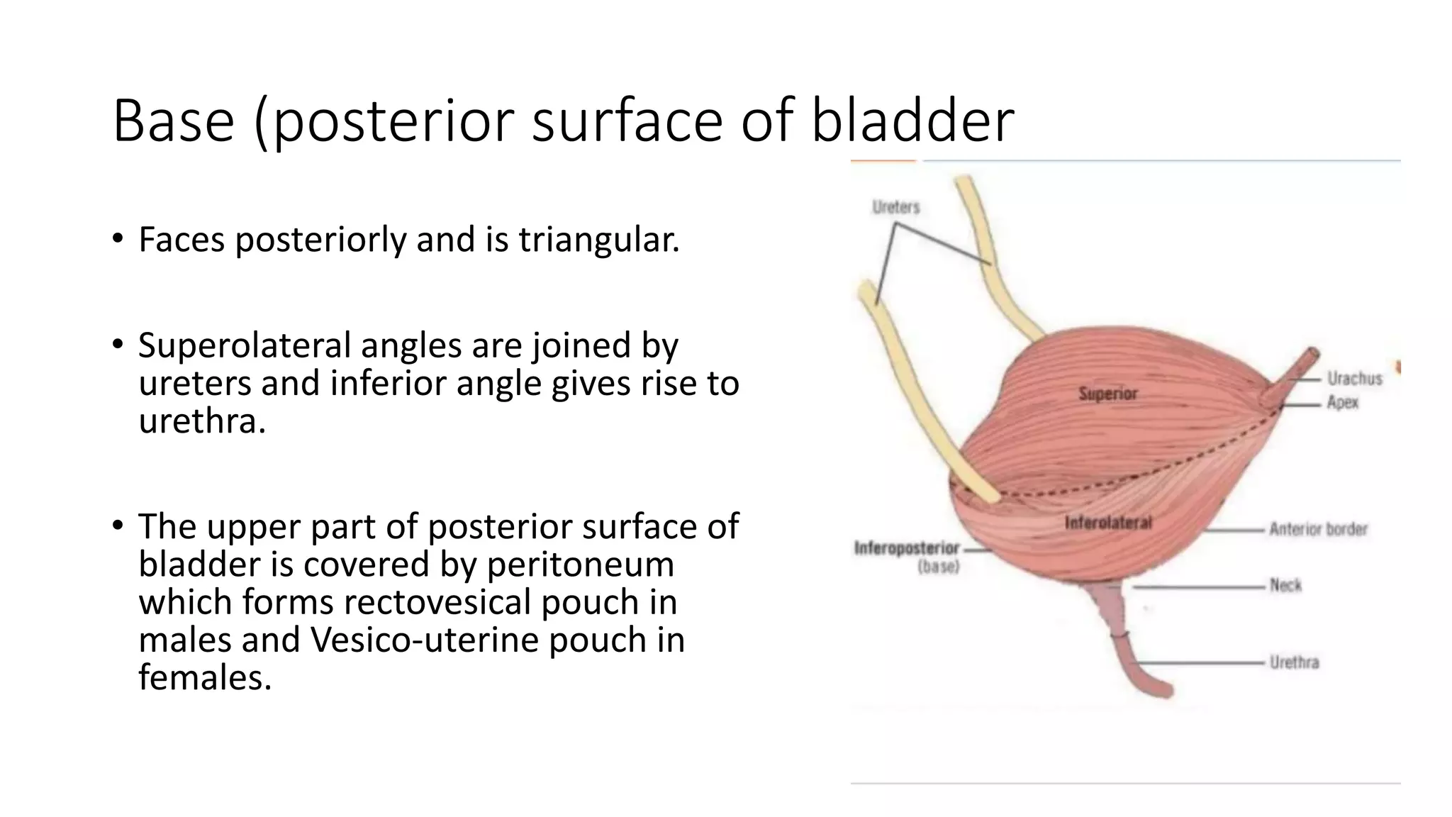 bladder.pptx