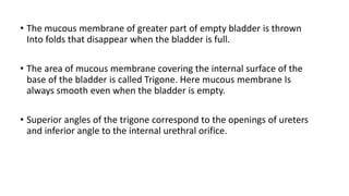 bladder.pptx