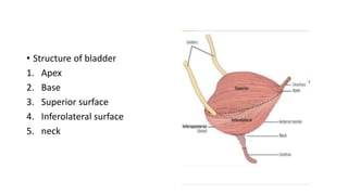 bladder.pptx