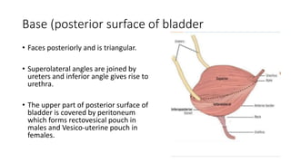 bladder.pptx