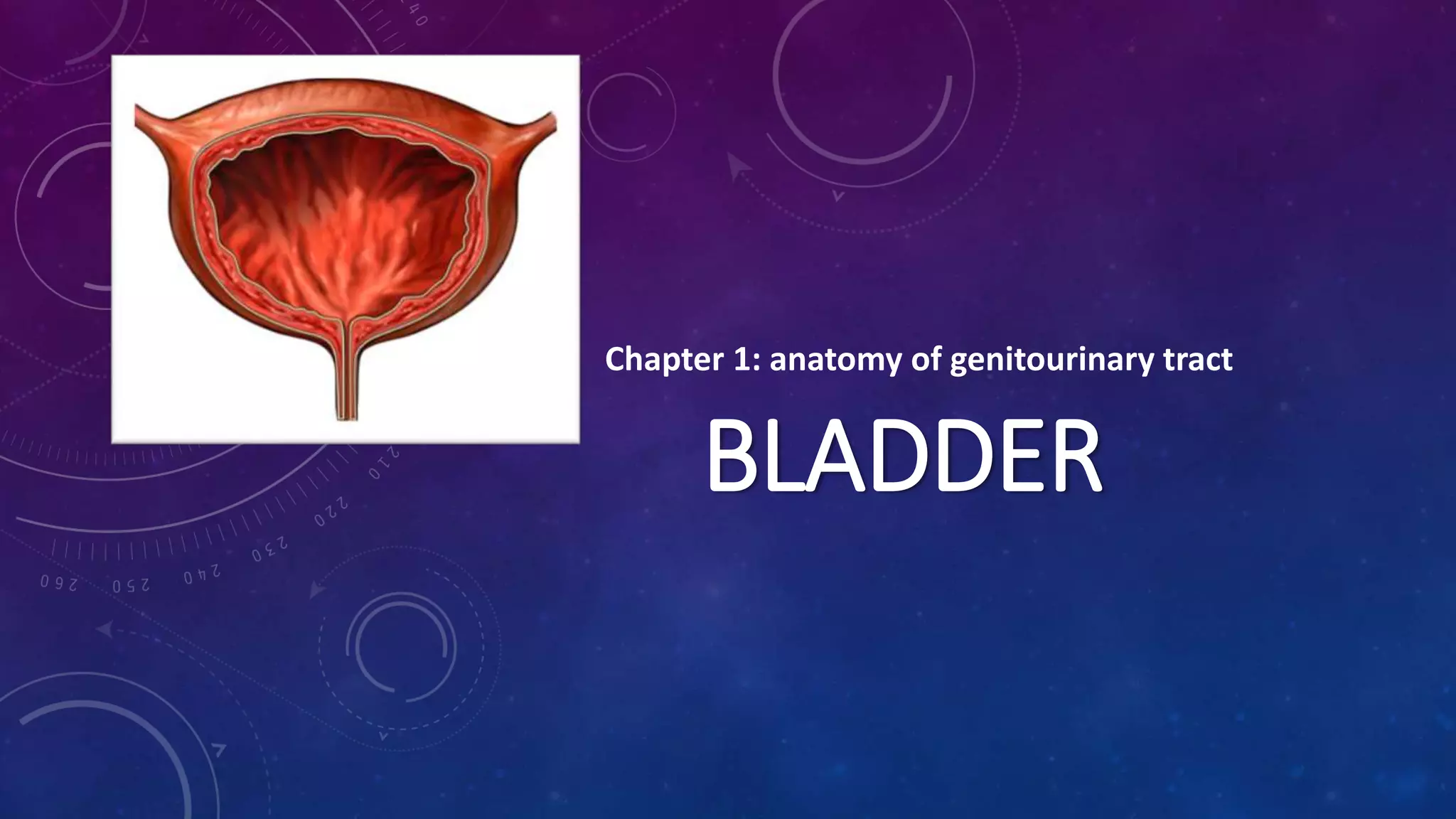 Bladder.pptx