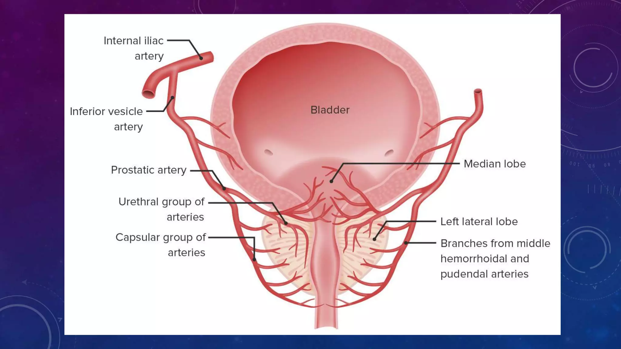 Bladder.pptx