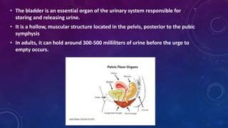 Bladder.pptx | Brain and Nervous System Disorders | Diseases and Conditions