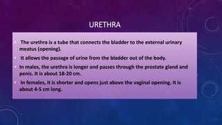 Bladder.pptx | Brain and Nervous System Disorders | Diseases and Conditions