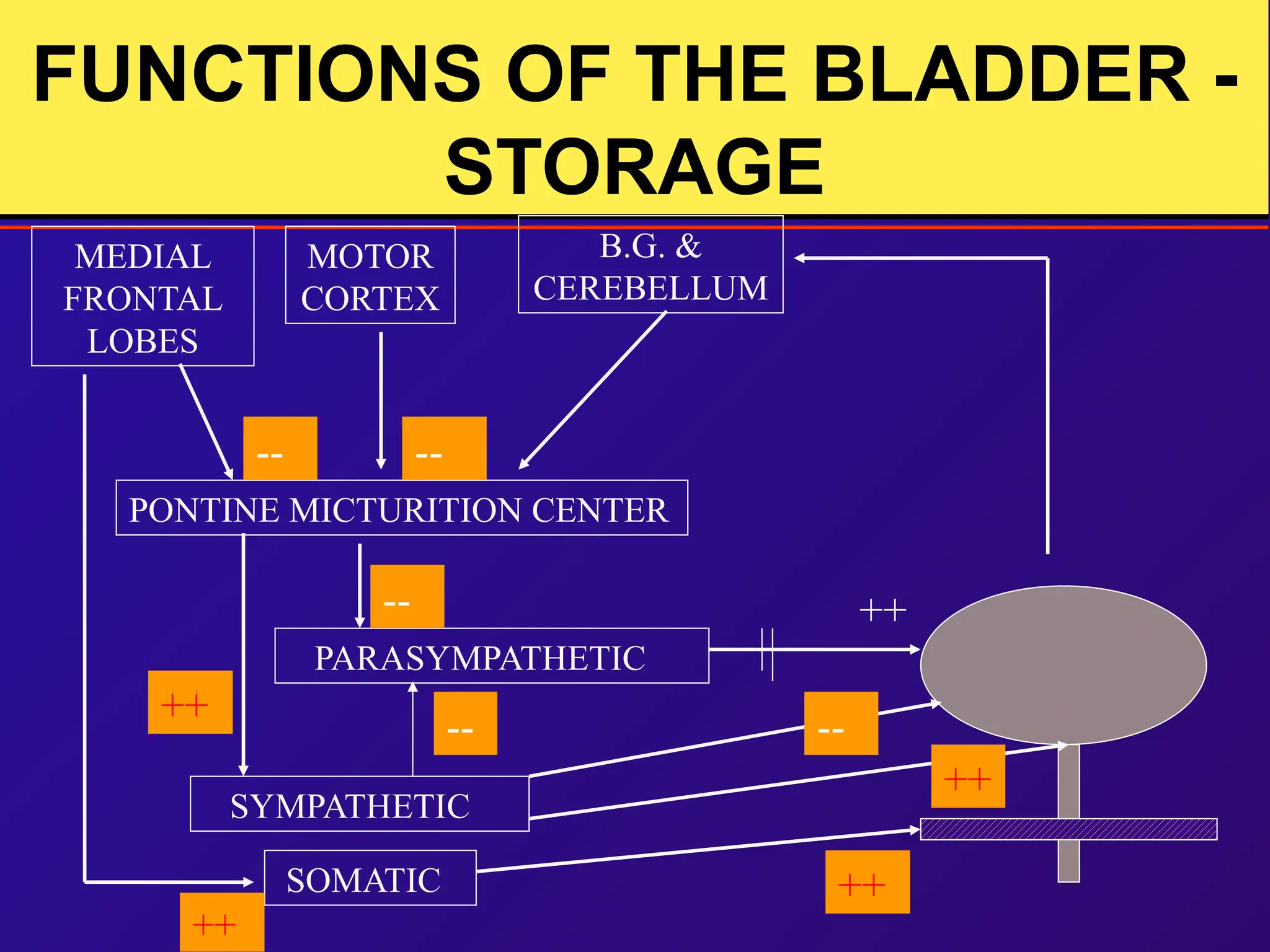 bladder anatomy and physiology and related disorders | PPTX | Brain and ...