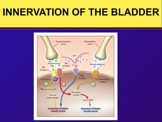 bladder anatomy and physiology and related disorders | PPTX
