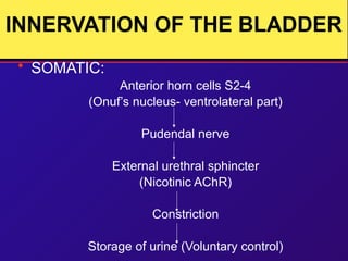 bladder anatomy and physiology and related disorders | PPTX