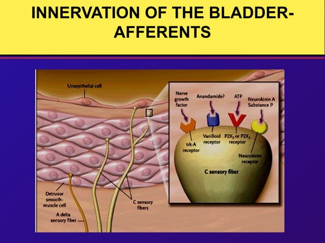bladder anatomy and physiology and related disorders | PPTX | Brain and ...
