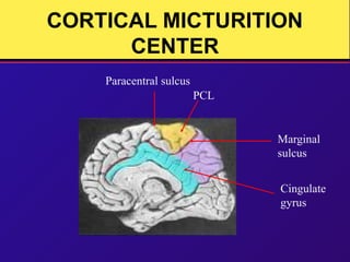 bladder anatomy and physiology and related disorders | PPTX